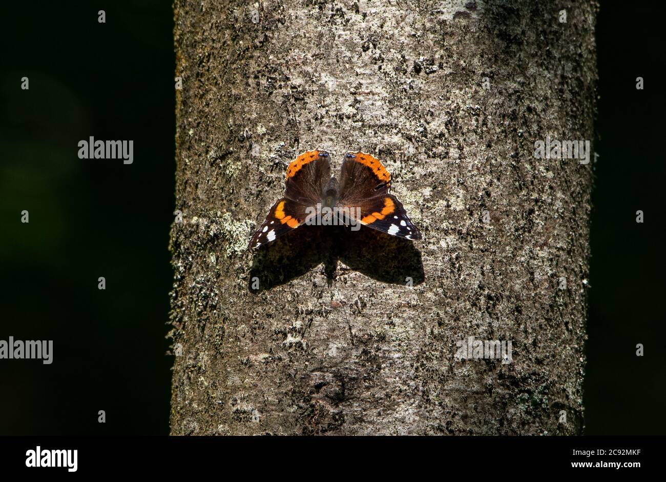 Butterfly tree hi-res stock photography and images - Alamy