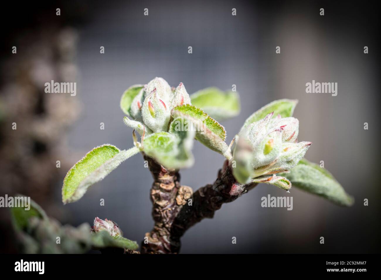 Buds and leaves of an apple tree Stock Photo - Alamy