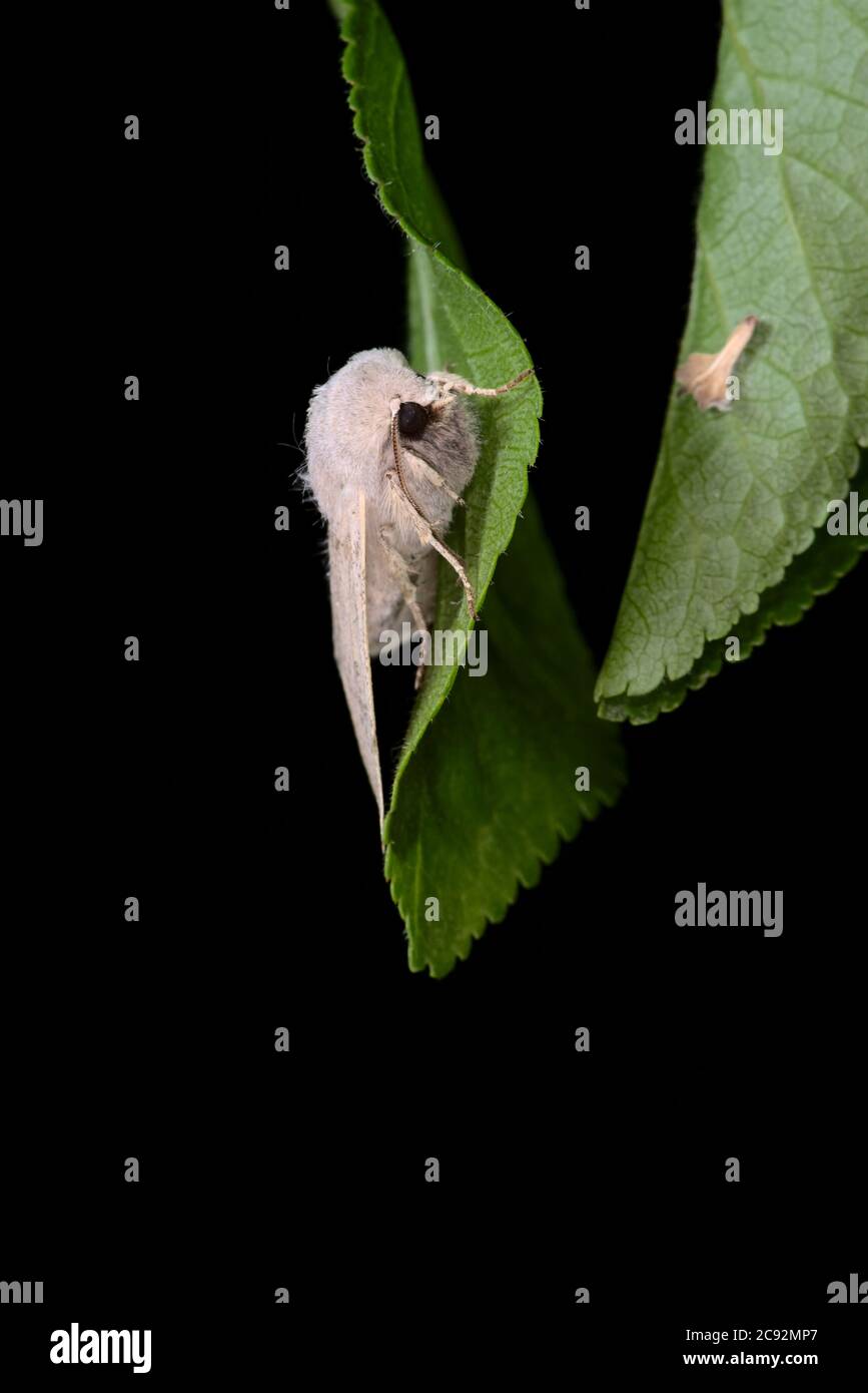 Bright cream colored moth clings to vibrant green leaf in this image ...