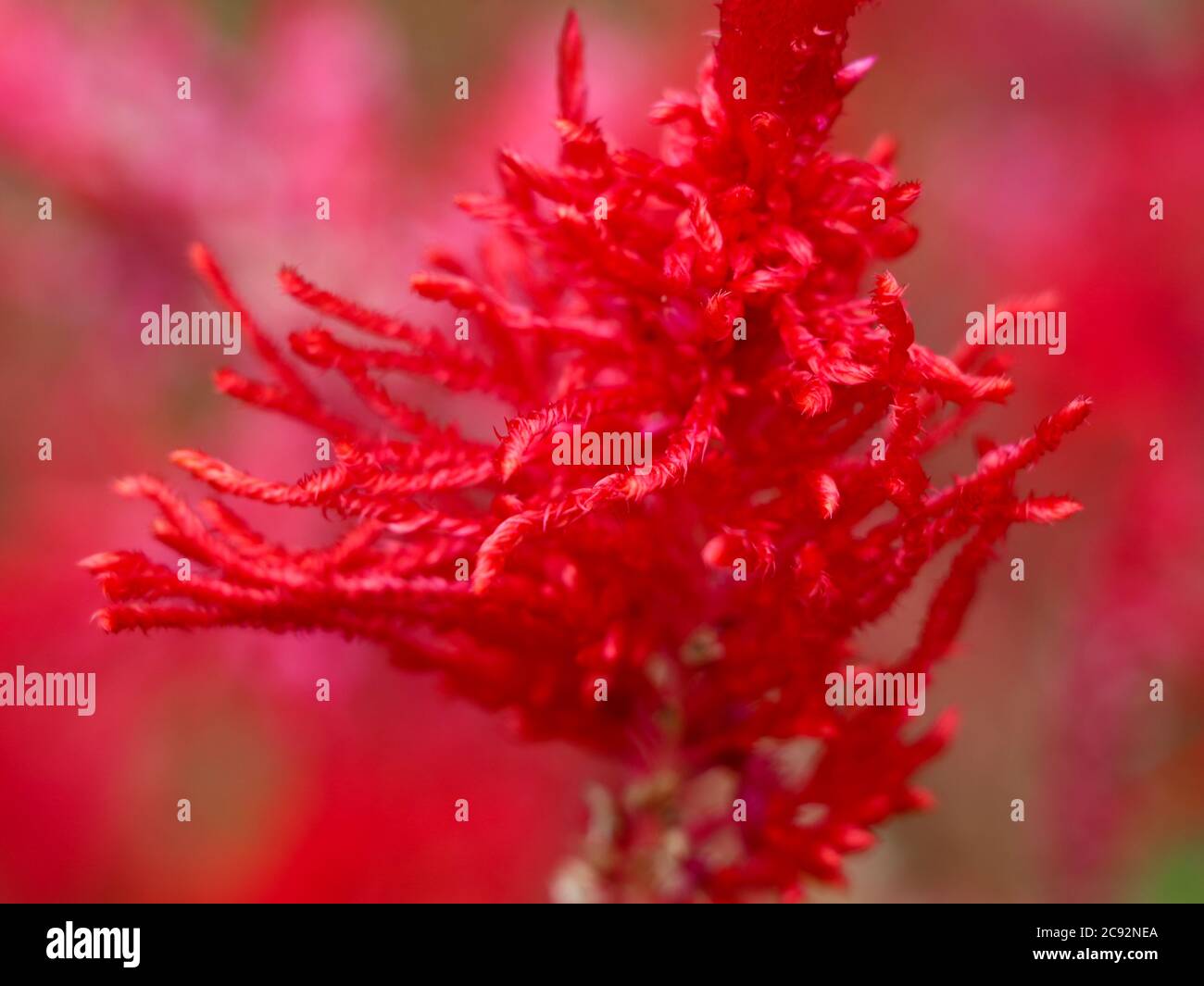 Red color Celosia flower , or woolf flowers, eating and ornamental ...