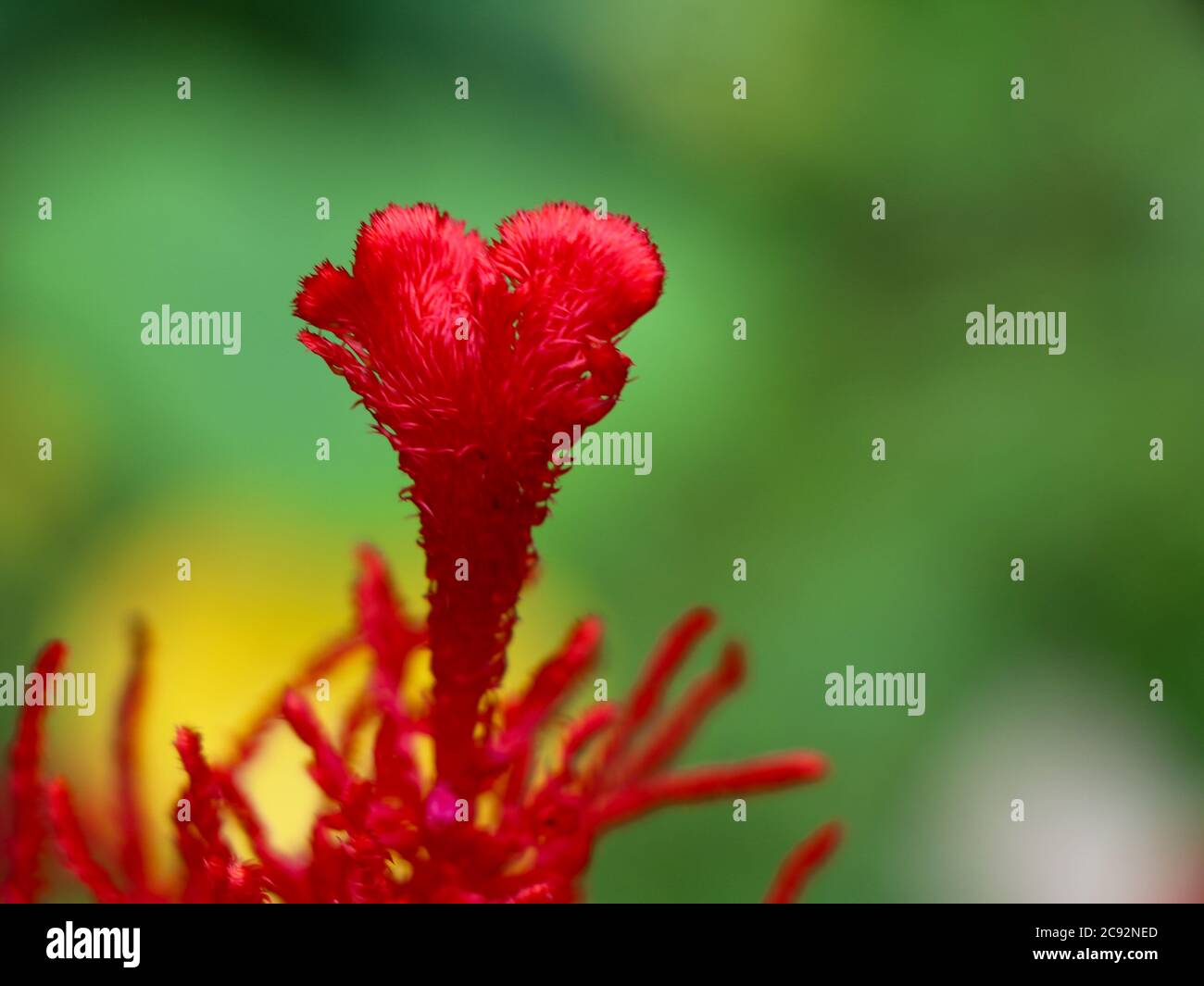 Red color Celosia flower , or woolf flowers, eating and ornamental ...