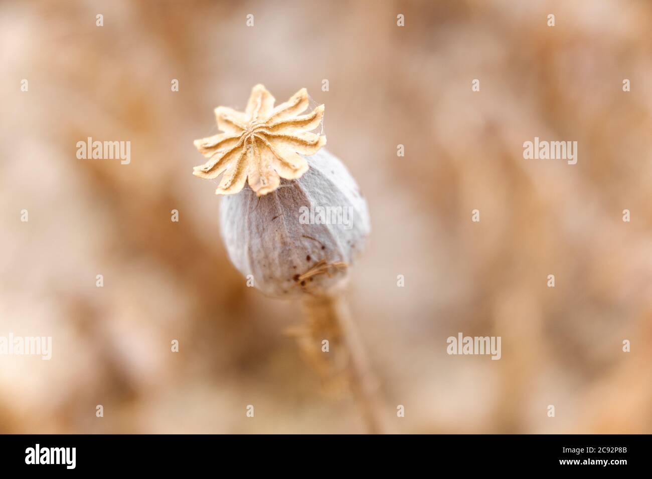 Detail of the ripe fruit of a royal opium poppy, Papaver somniferum ...