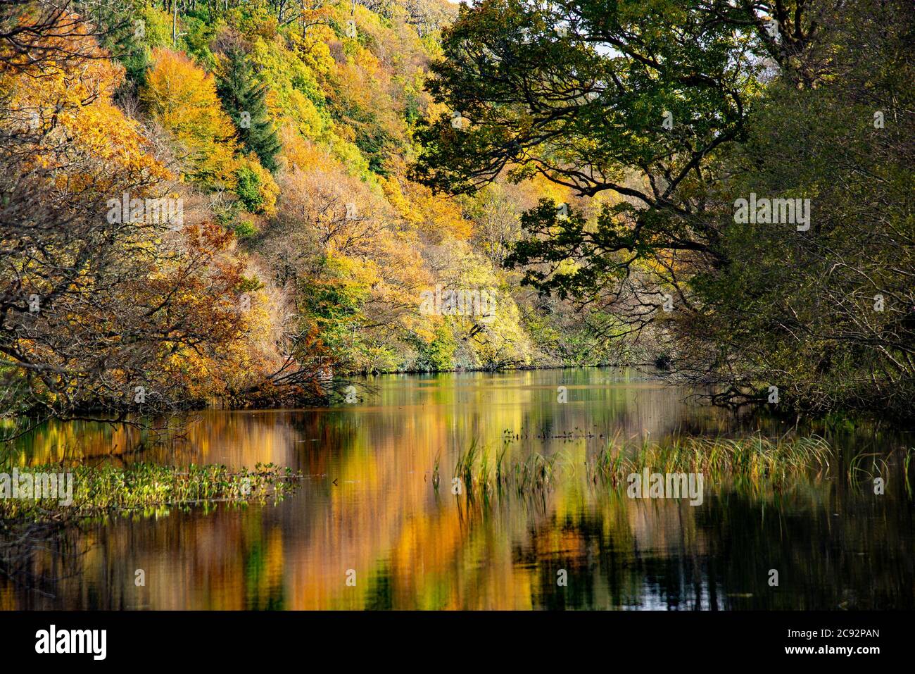 Aros park isle mull scotland hi-res stock photography and images - Alamy