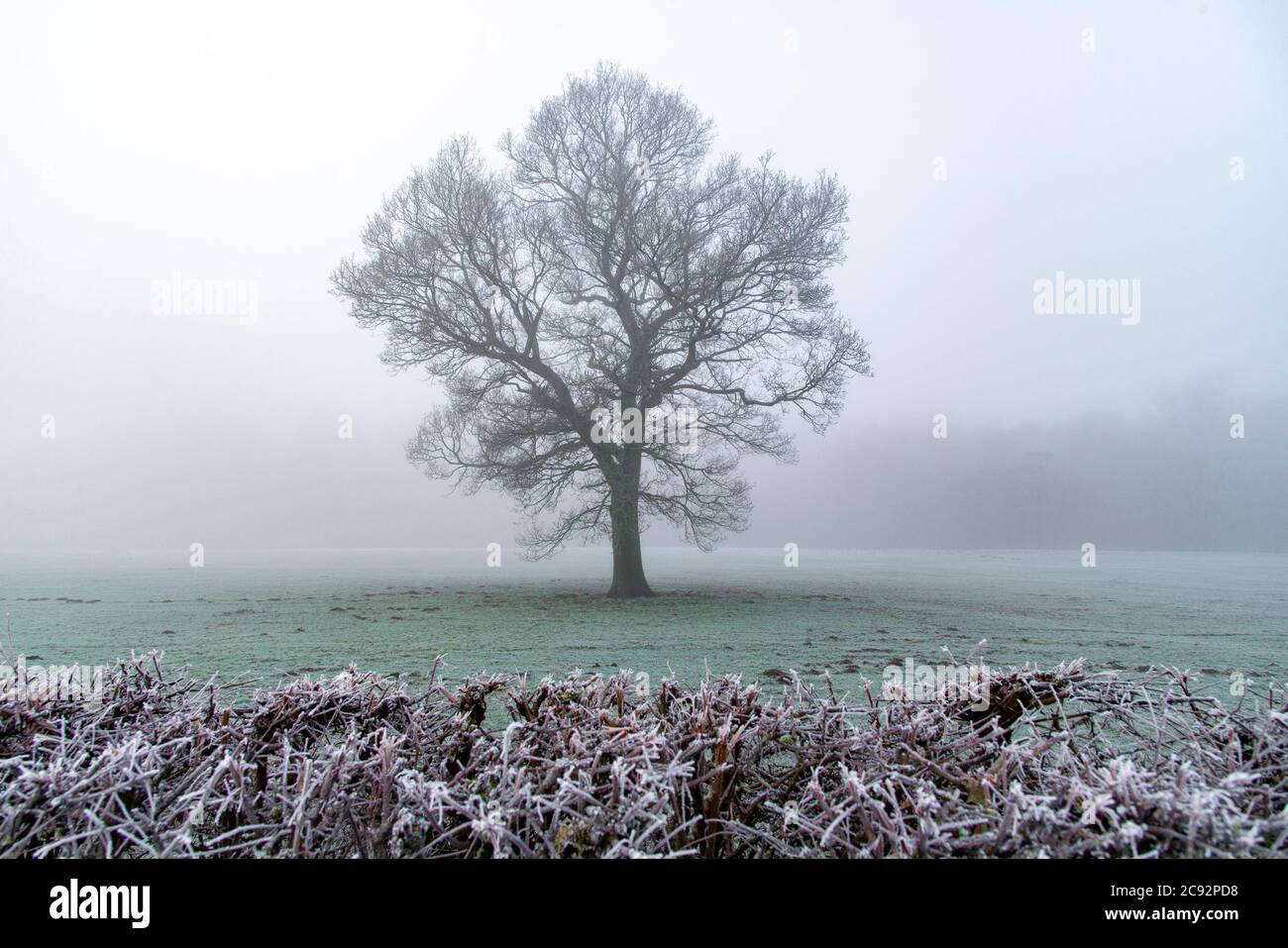 Winter trees in the fog, frost and mist, Whitewell, Clitheroe ...