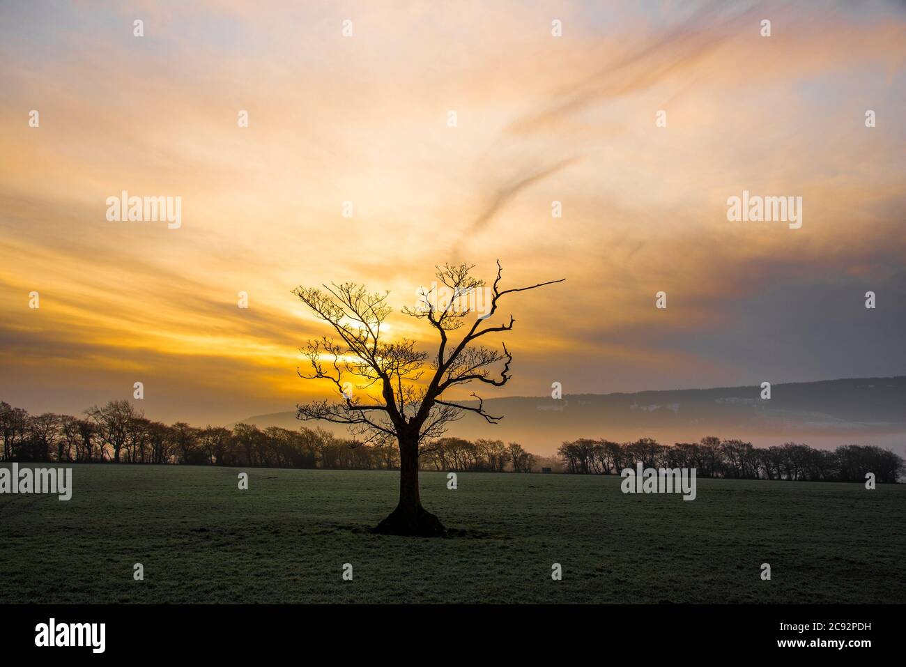 Winter tree in the frost and mist at sunrise, Whitewell, Clitheroe ...