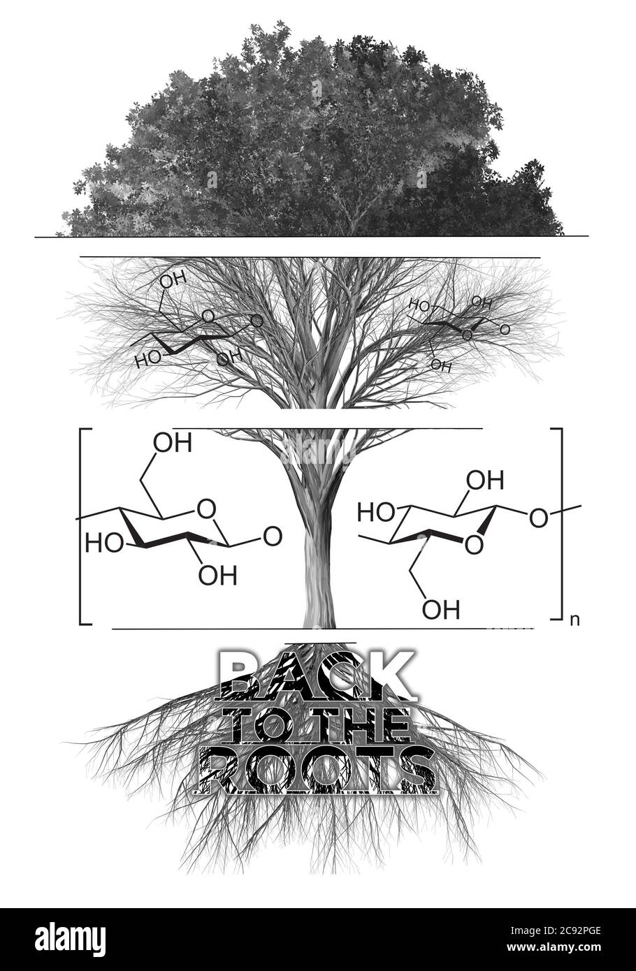 A large tree is divided into a trunk, branches and roots isolated on a ...