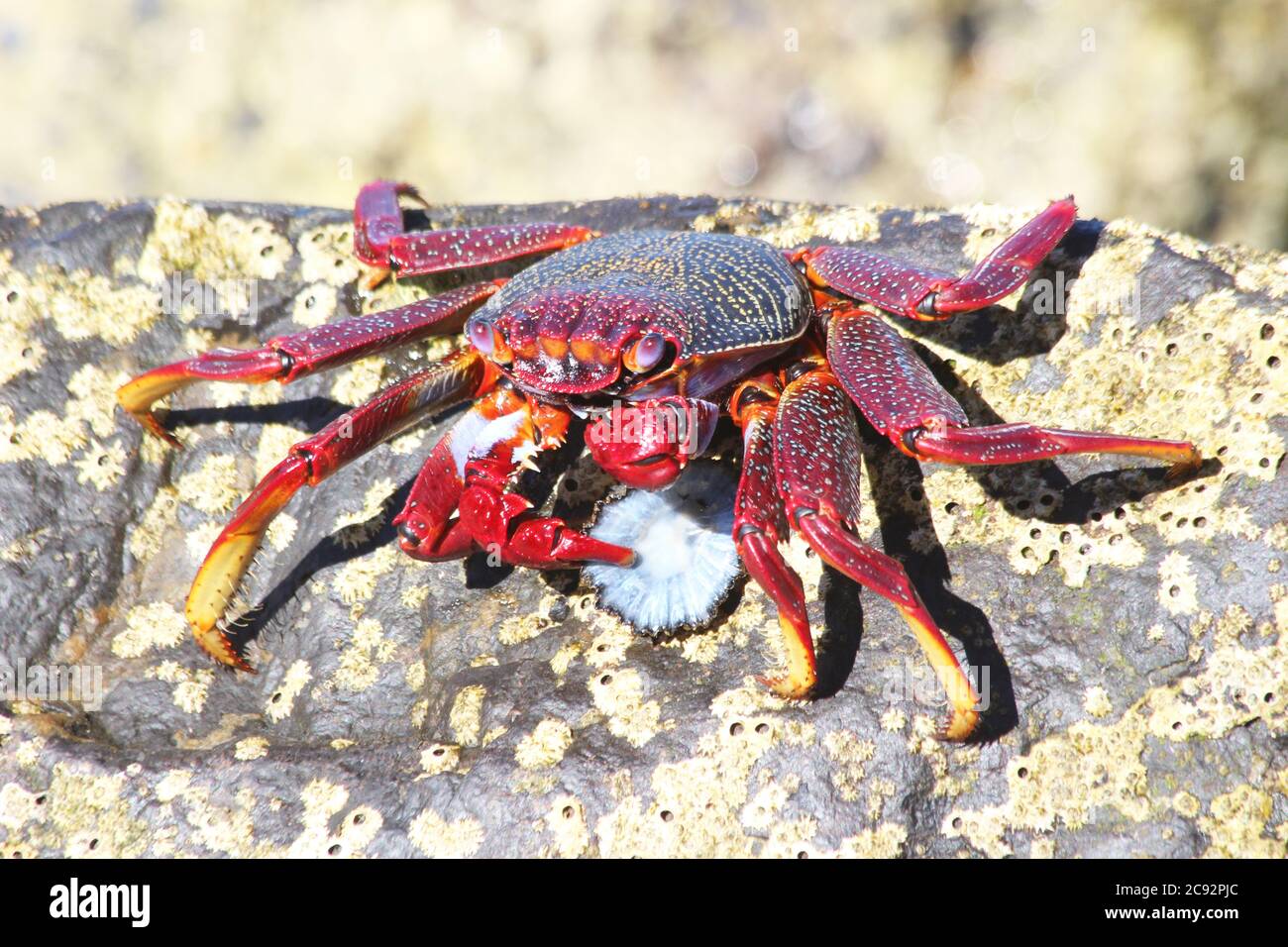 Krabbenscheren hi-res stock photography and images - Alamy