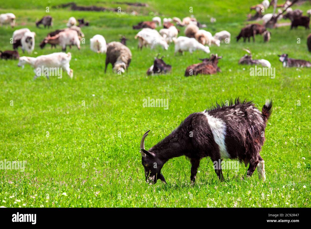 The goat is grazed on a lawn and eats a green grass Stock Photo - Alamy