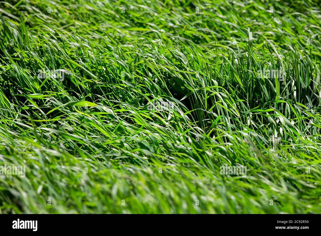 Green lawn, grass background outdoor, nobody Stock Photo - Alamy