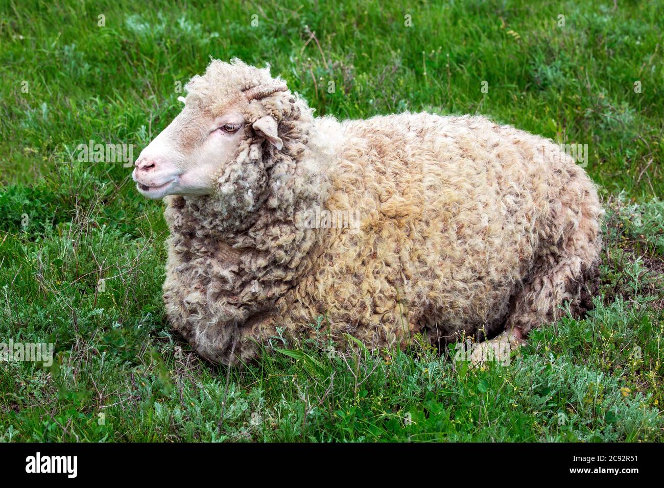Sheep lamb lies on the meadow hi-res stock photography and images - Alamy