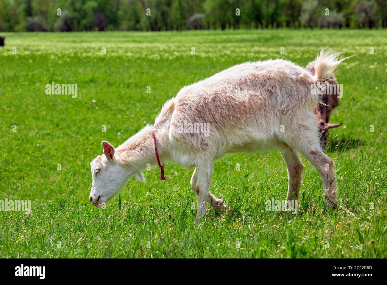 The goat is grazed on a lawn and eats a green grass Stock Photo - Alamy