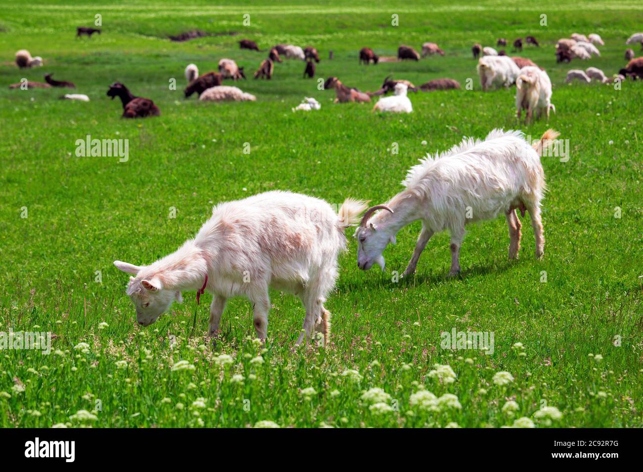 The goat is grazed on a lawn and eats a green grass Stock Photo - Alamy