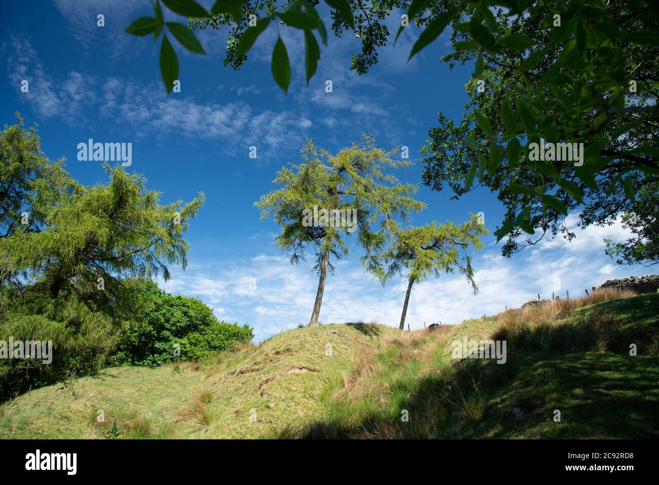 Larch hi-res stock photography and images - Alamy