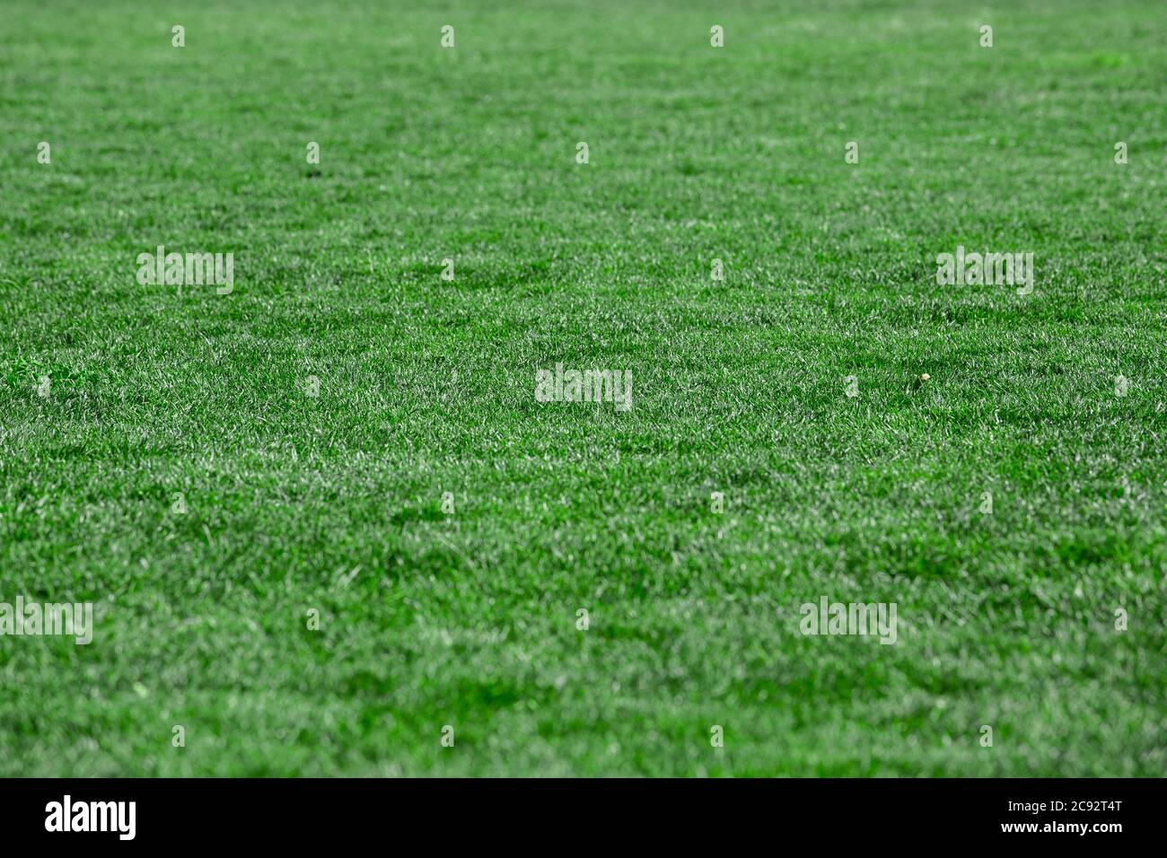 Green lawn, grass background outdoor, nobody Stock Photo - Alamy