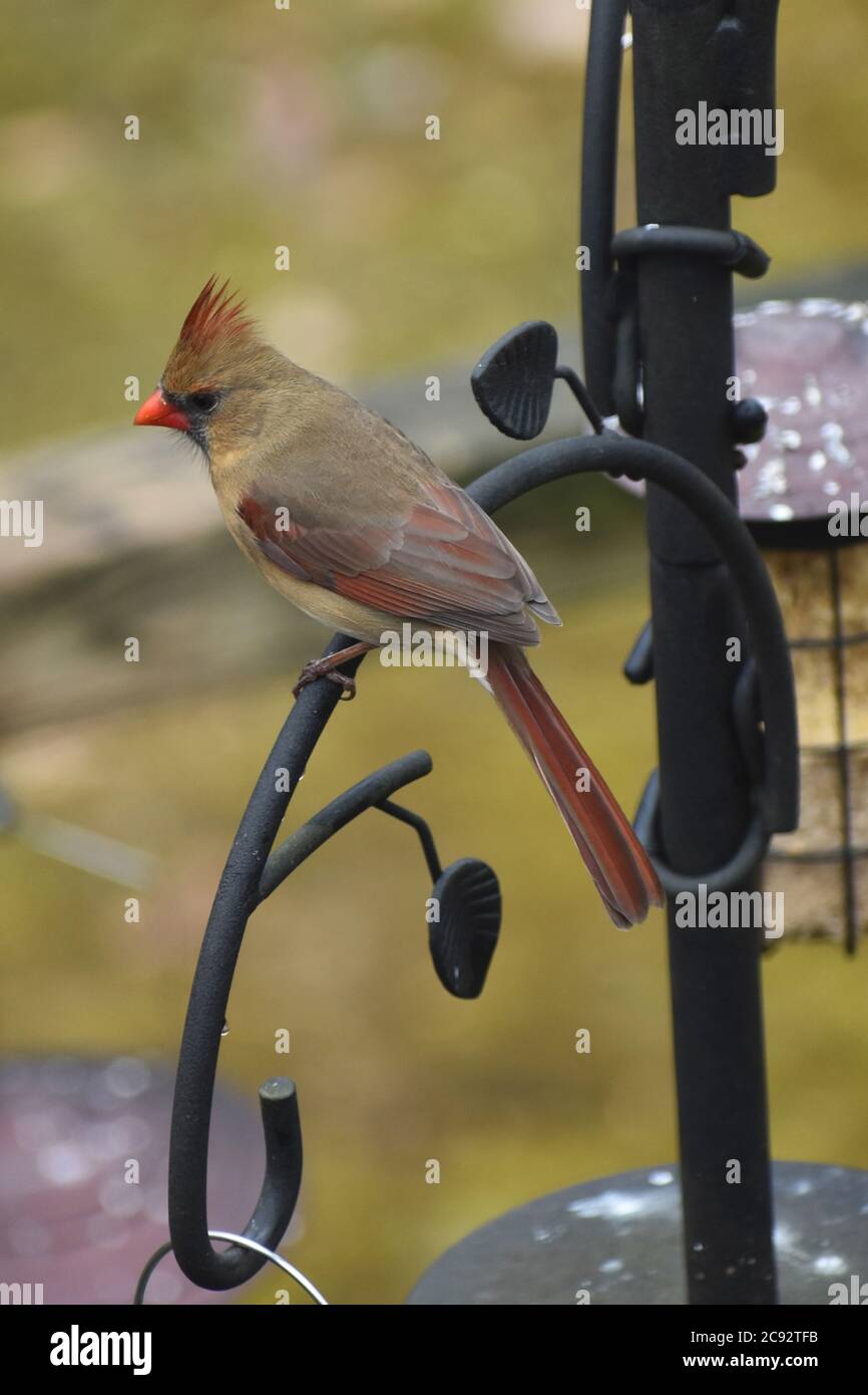 Cardinal on perch at backyard feeder hi-res stock photography and ...