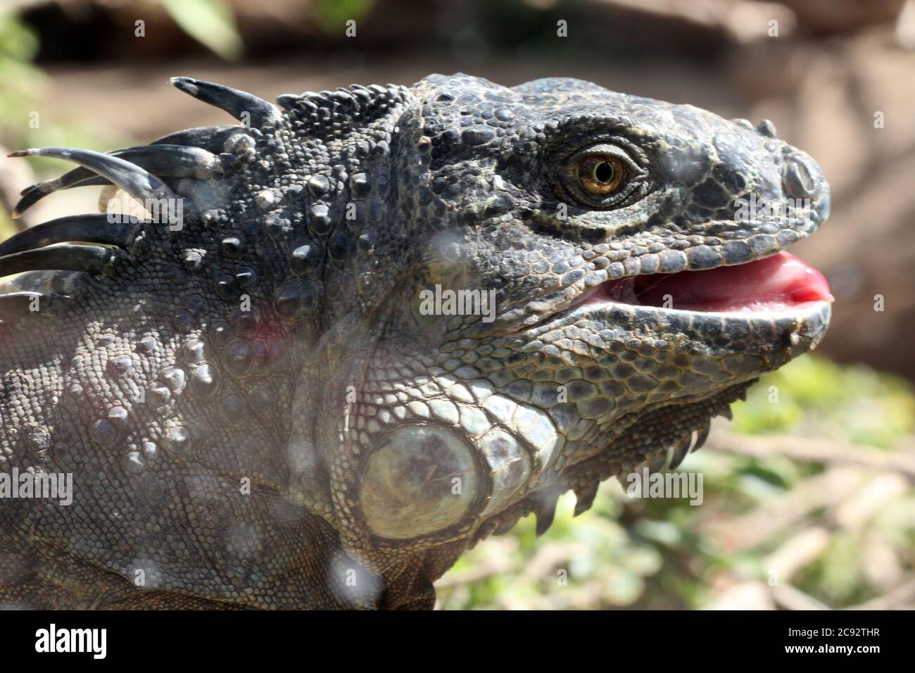 Gruener leguan hi-res stock photography and images - Alamy