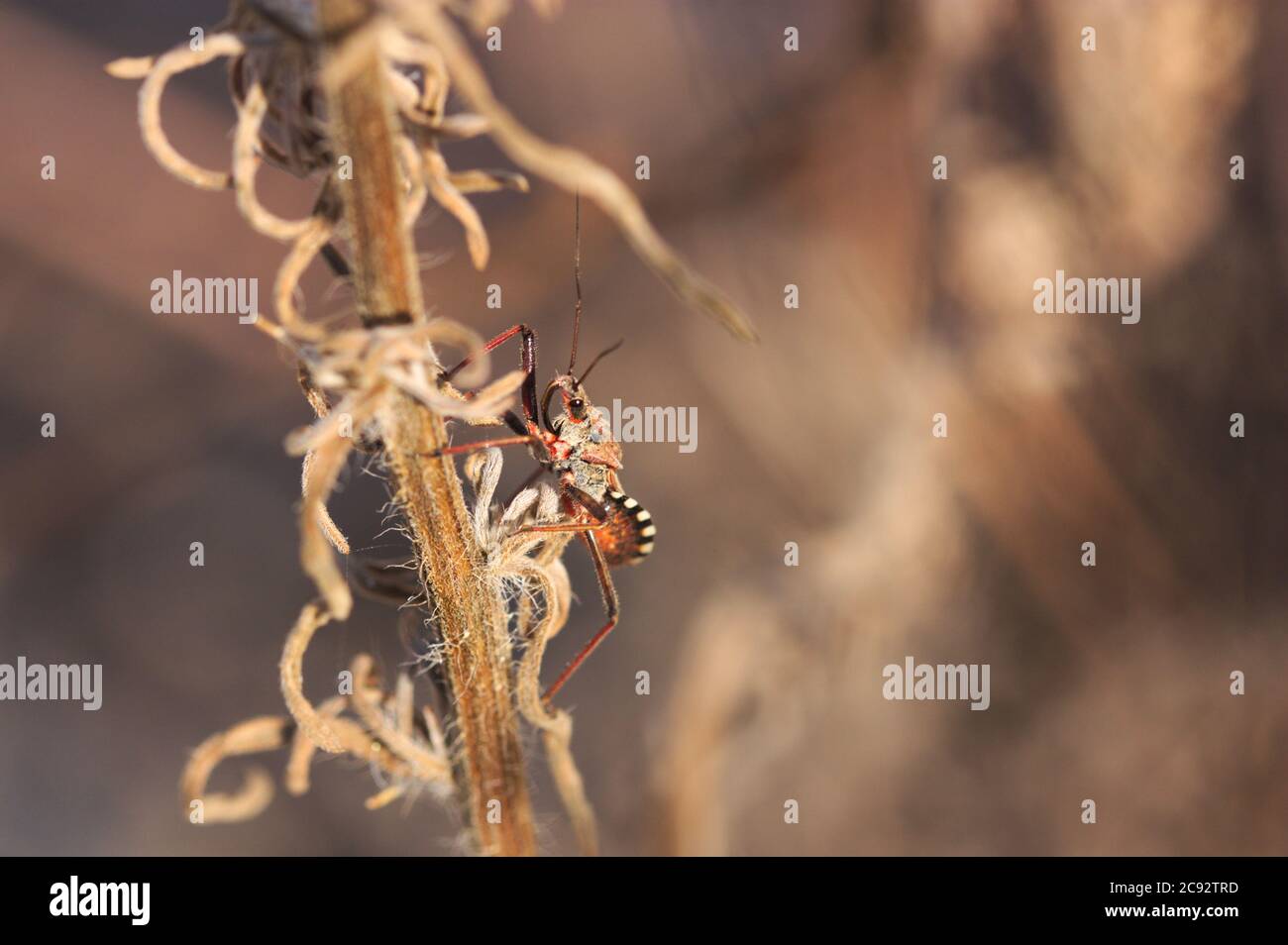 Assassin bug rhynocoris sp hi-res stock photography and images - Alamy