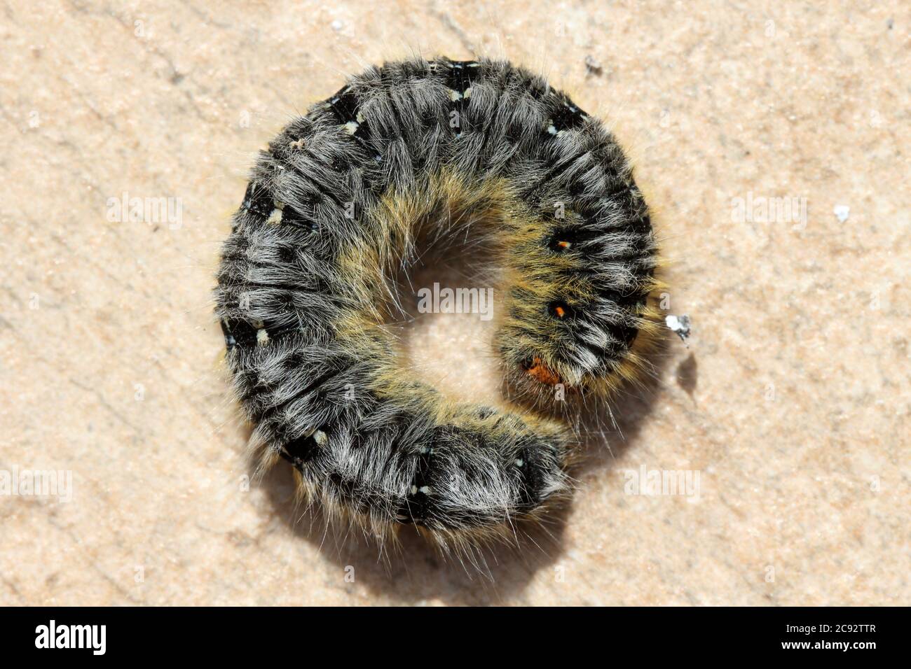 Eichenspinner raupe hi-res stock photography and images - Alamy