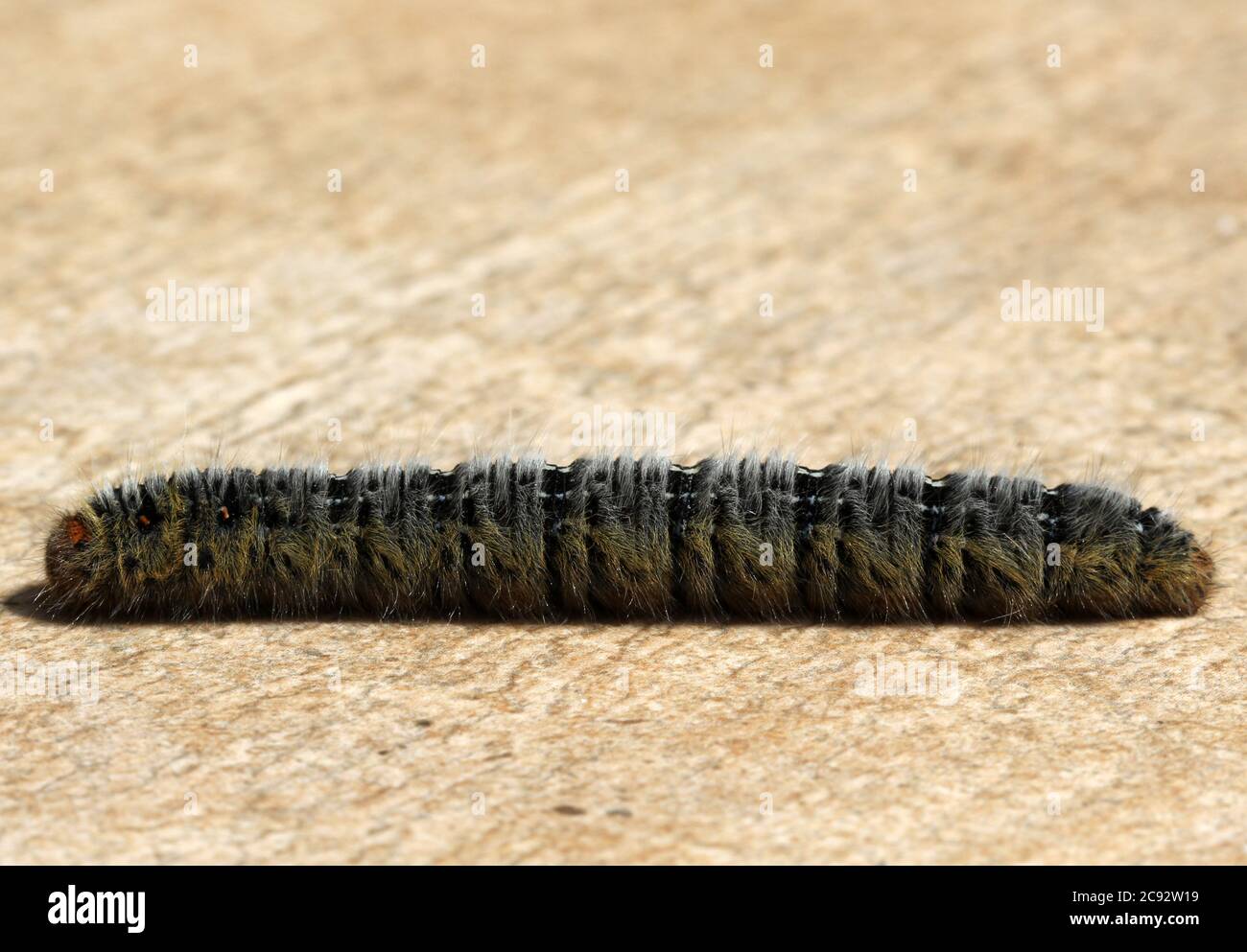 Eichenspinner raupe hi-res stock photography and images - Alamy
