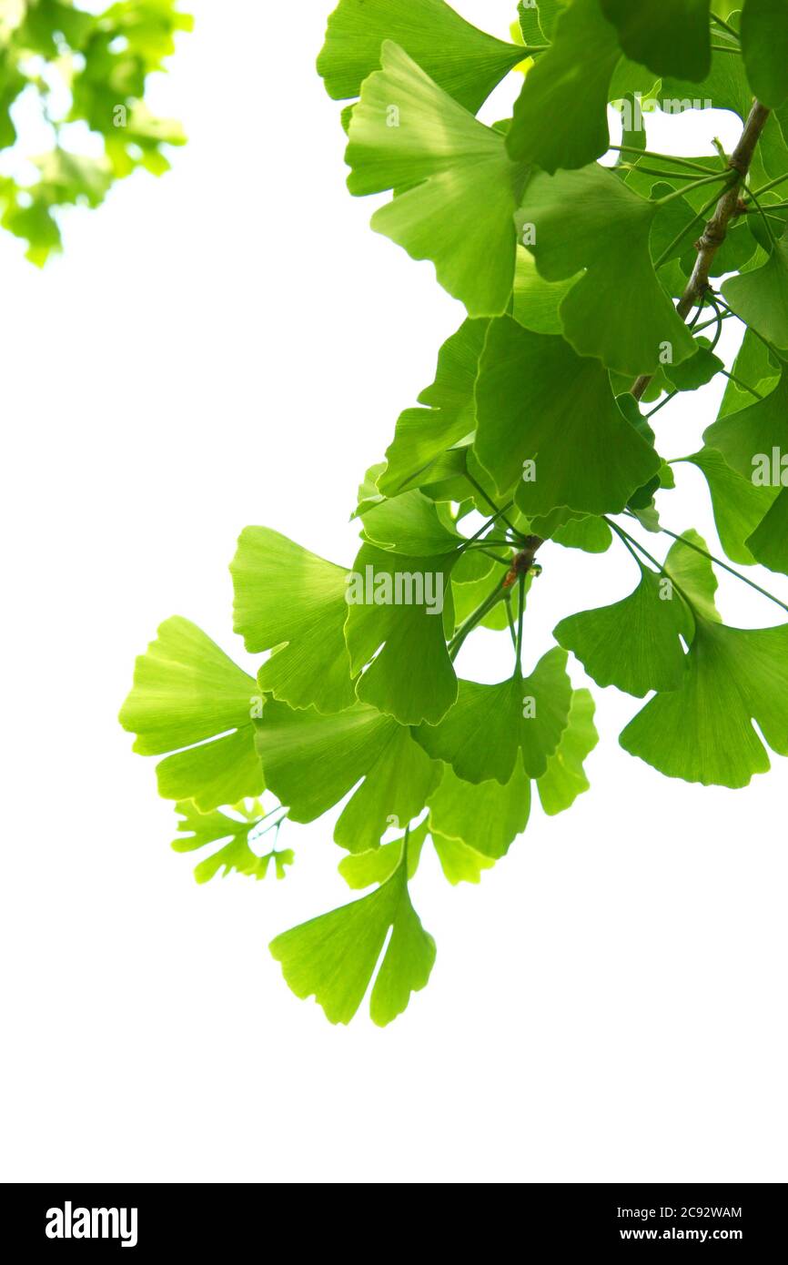 Ginkgo biloba tree hi-res stock photography and images - Alamy