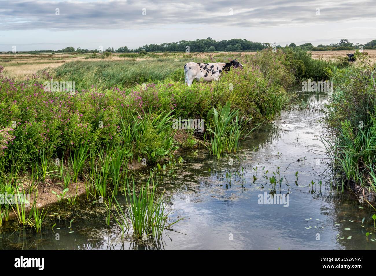 Cattle on freshwater grazing marshes in Norfolk in the early morning ...