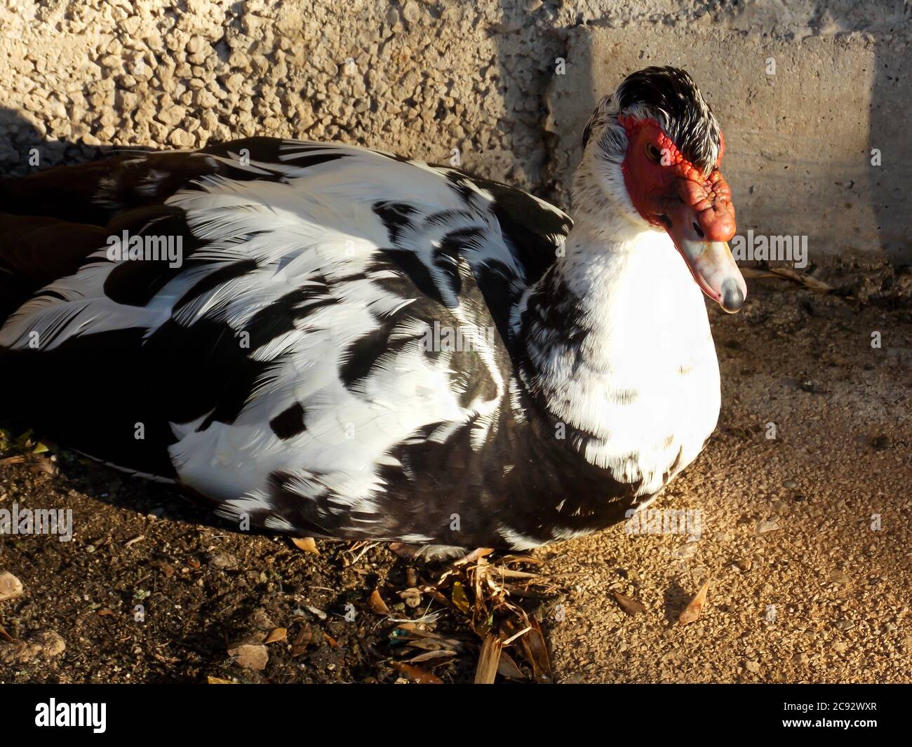 Male Muscovy Duck High Resolution Stock Photography and Images - Alamy