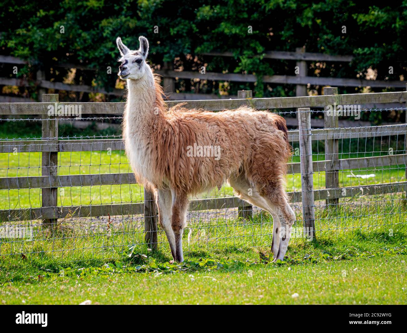 Llama side view hi-res stock photography and images - Alamy