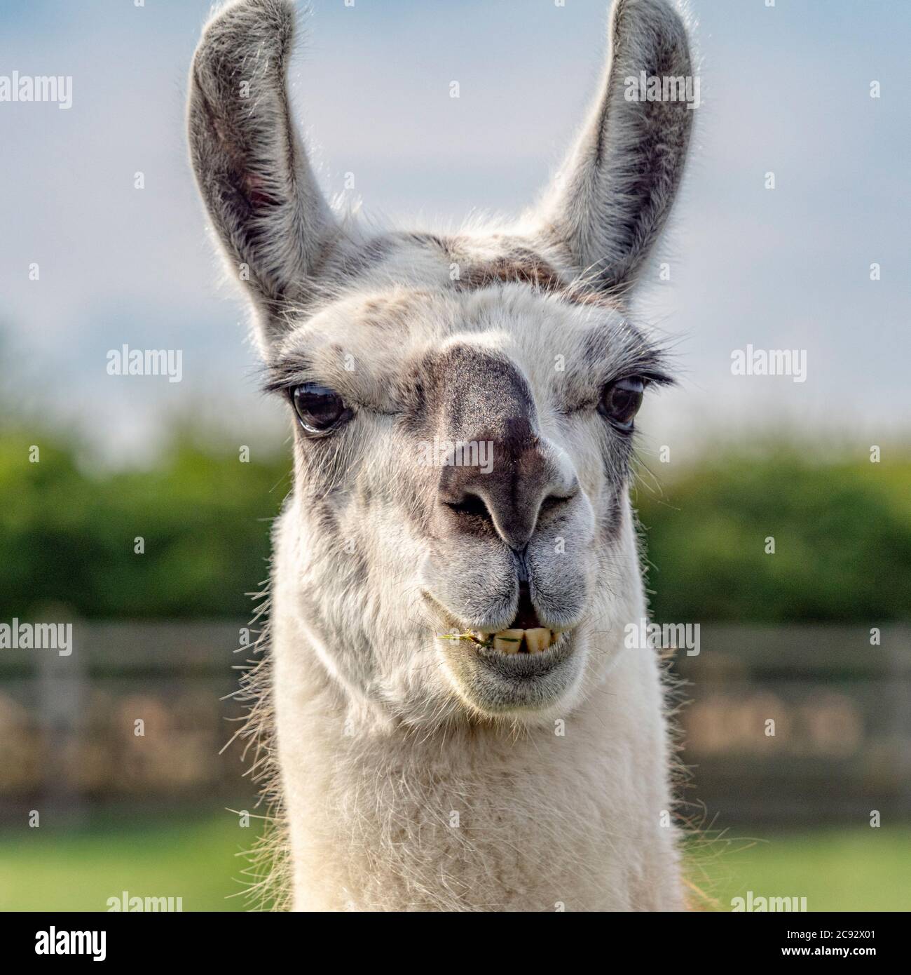 Llama Teeth High Resolution Stock Photography and Images - Alamy