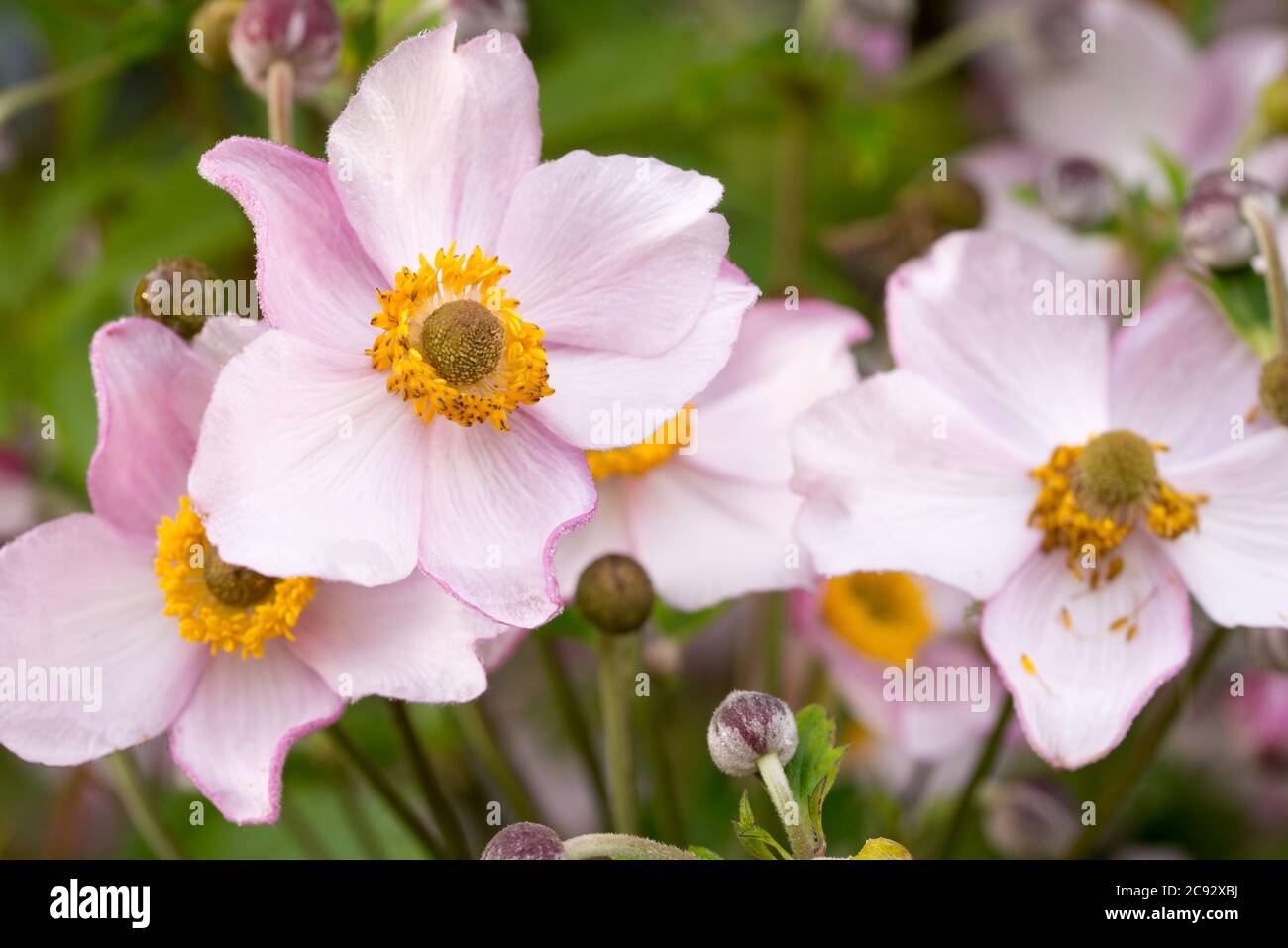 Anemone blossom park garden hi-res stock photography and images - Alamy