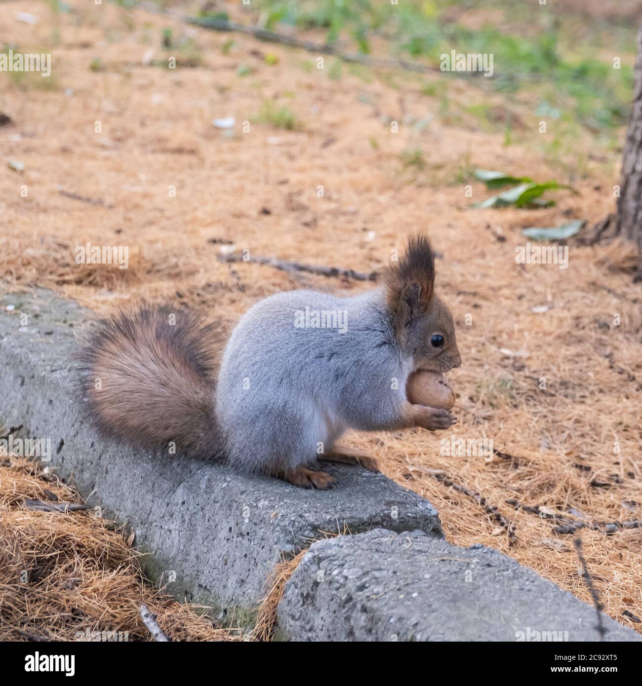 A squirrel sits on a stone curb in the old city park and gnaws a nut ...