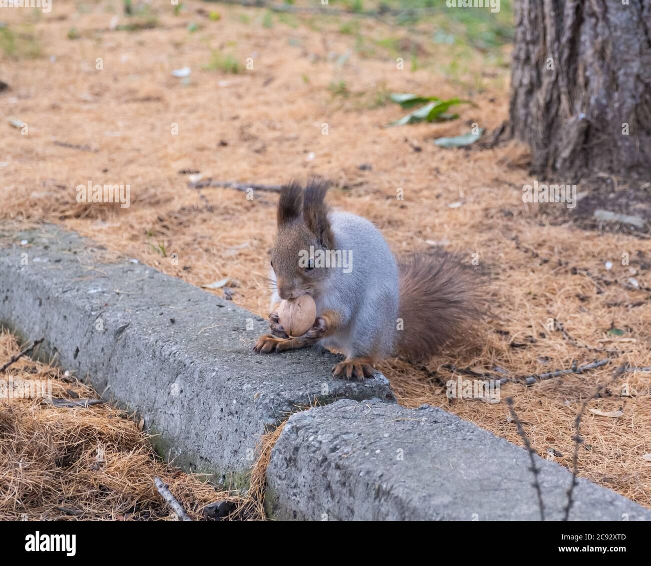 In autumn, in the old city park, a squirrel sits on a stone curb and ...