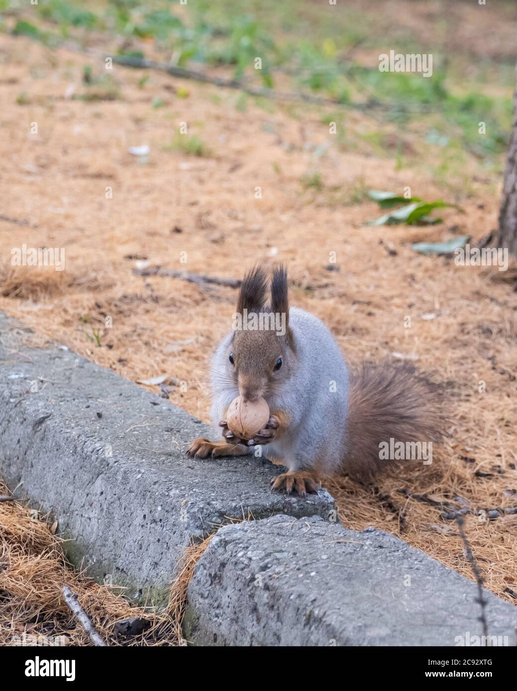 In the old city fall park, a squirrel sits on a stone curb and gnaws a ...
