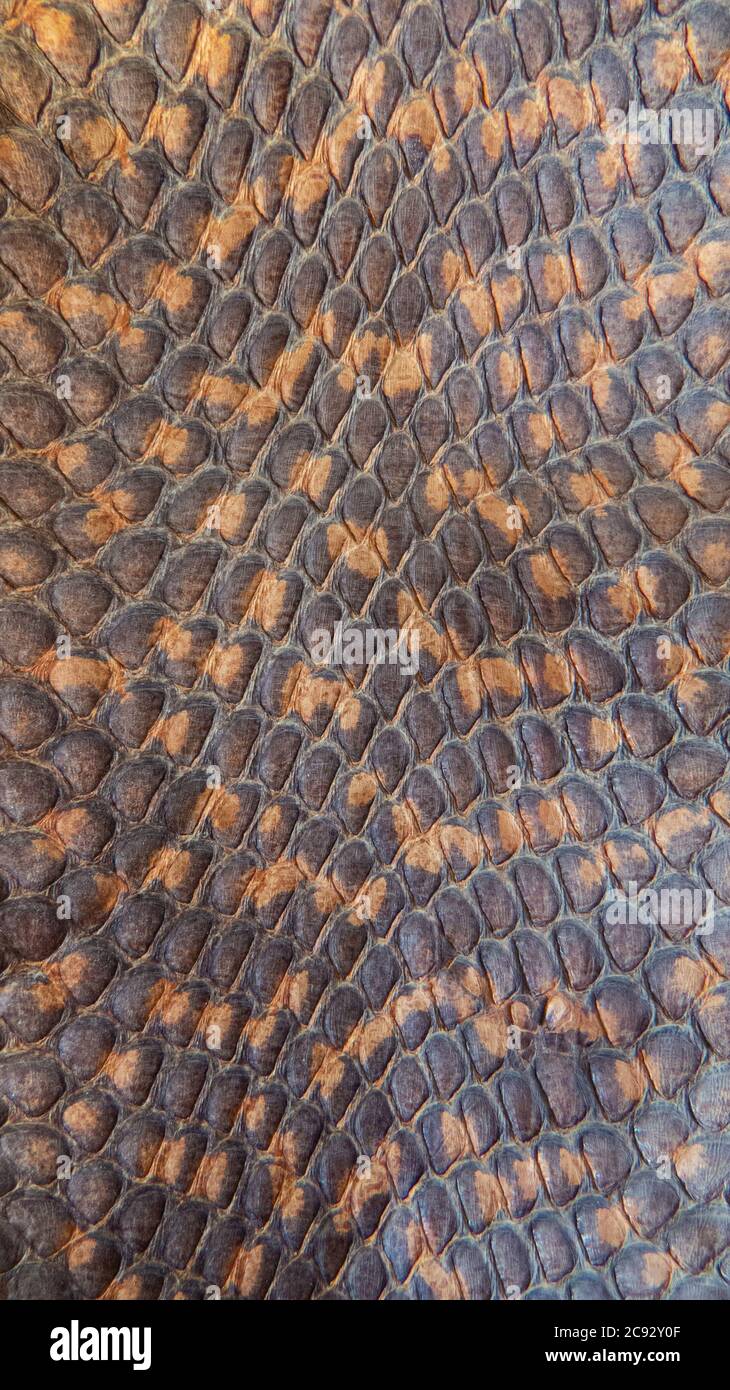 Snake brown skin texture as vertical background. Top wiev. Macro Stock ...