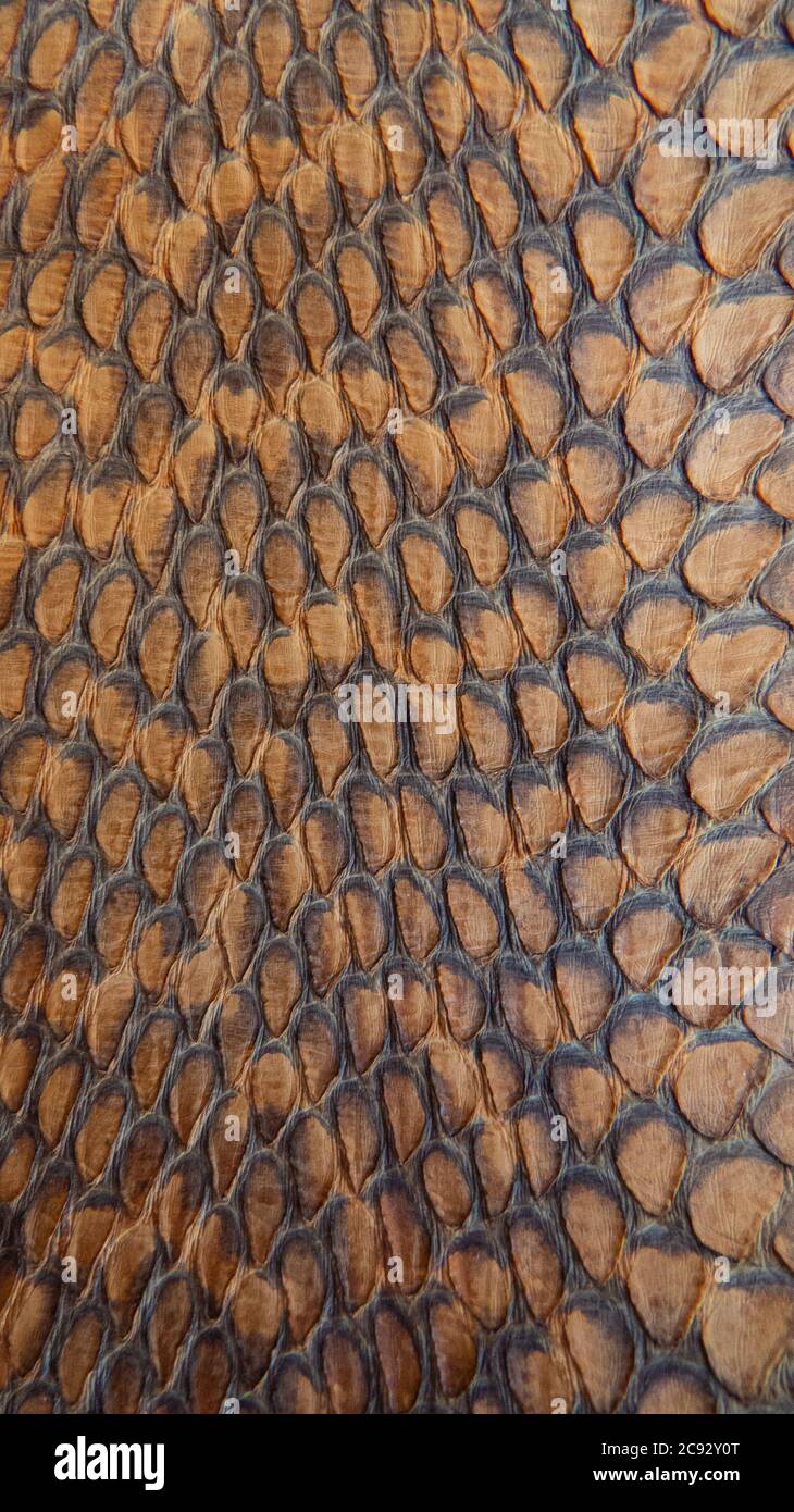 Snake brown skin texture as vertical background. Top wiev. Macro Stock ...