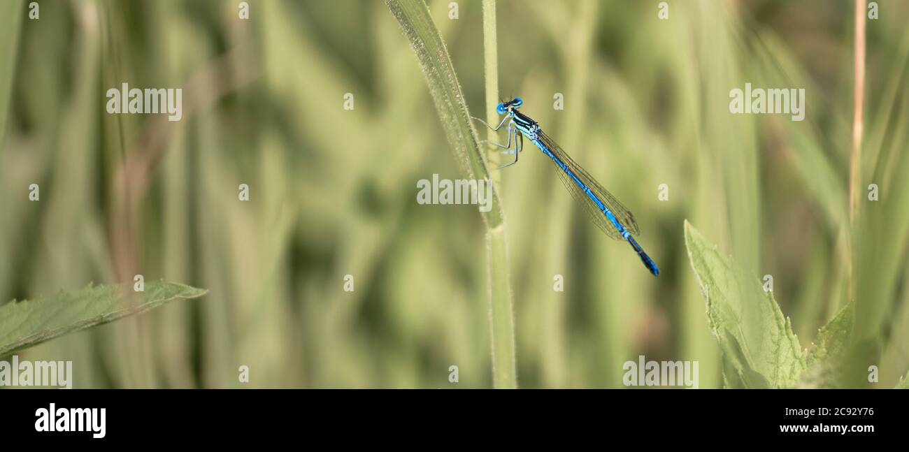 Dragonfly straw hi-res stock photography and images - Alamy
