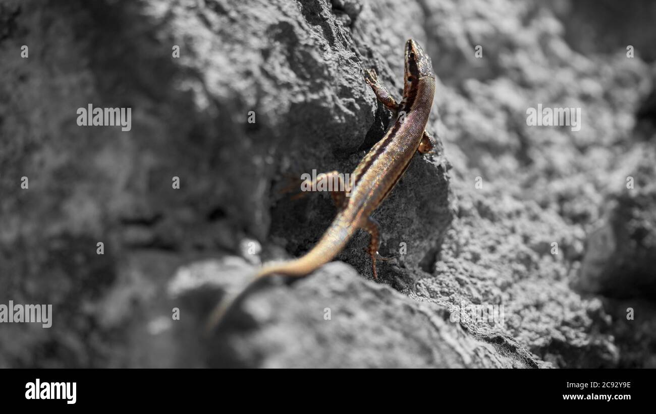 Sand lizard on a rock wall Stock Photo - Alamy