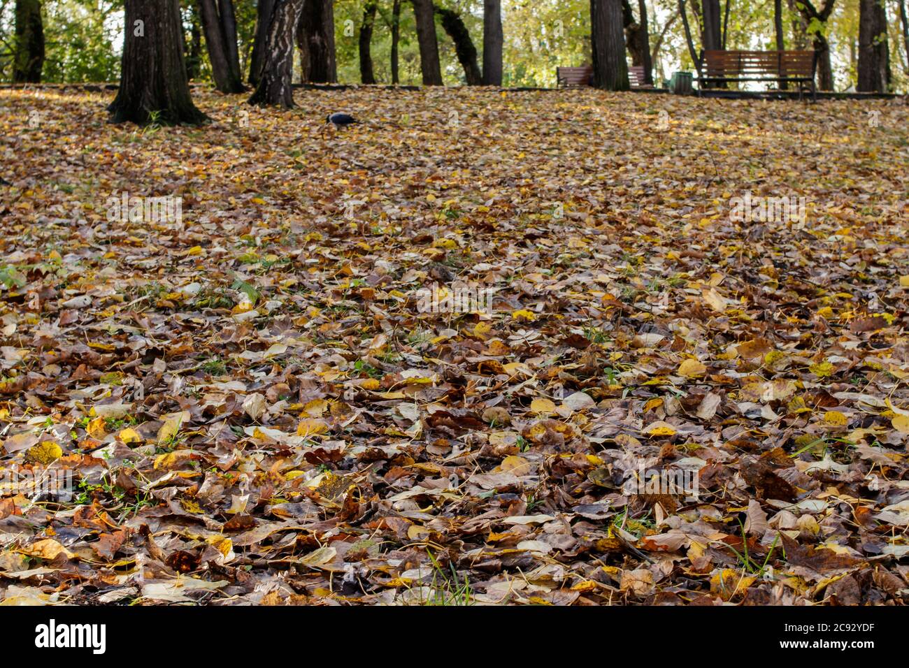 Colorful autumn leaves. lying on the ground in an old park. Background ...