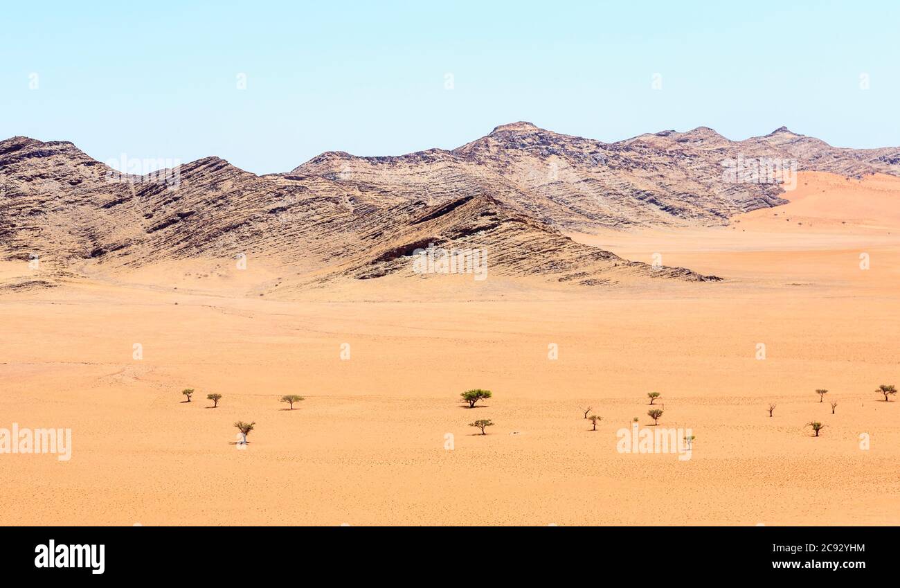 Scattered acacia trees growing in sand in the hot, arid, inhospitable ...