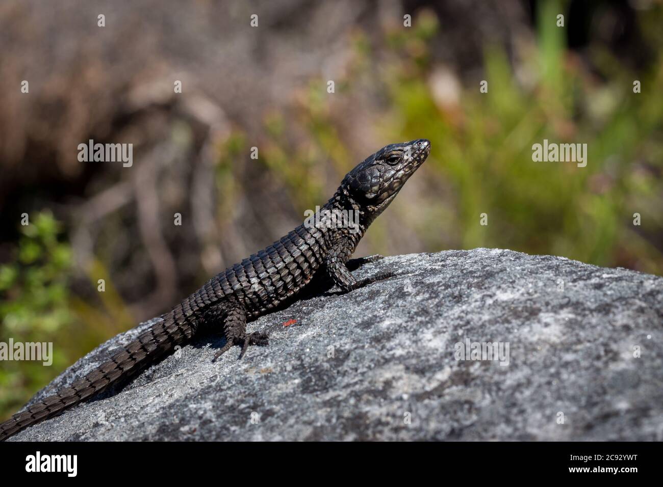 Black skink lizard lying in the sun on a rock, South Africa Stock Photo ...