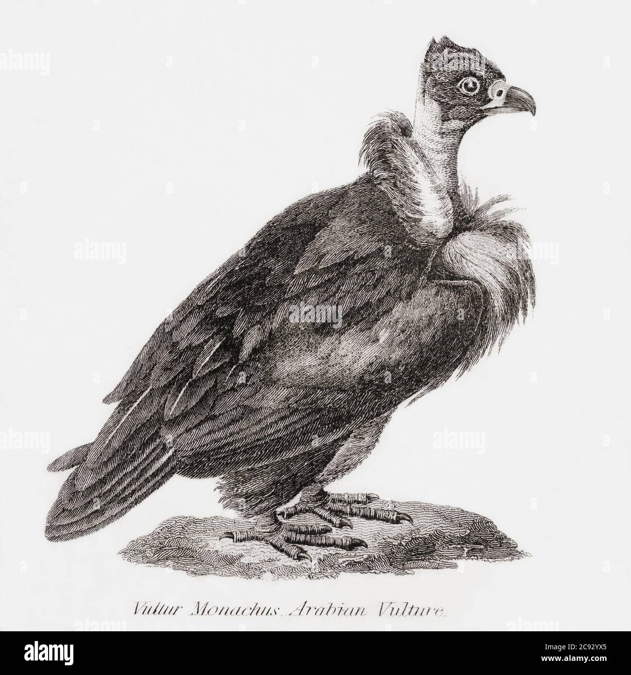 Arabian vulture hi-res stock photography and images - Alamy