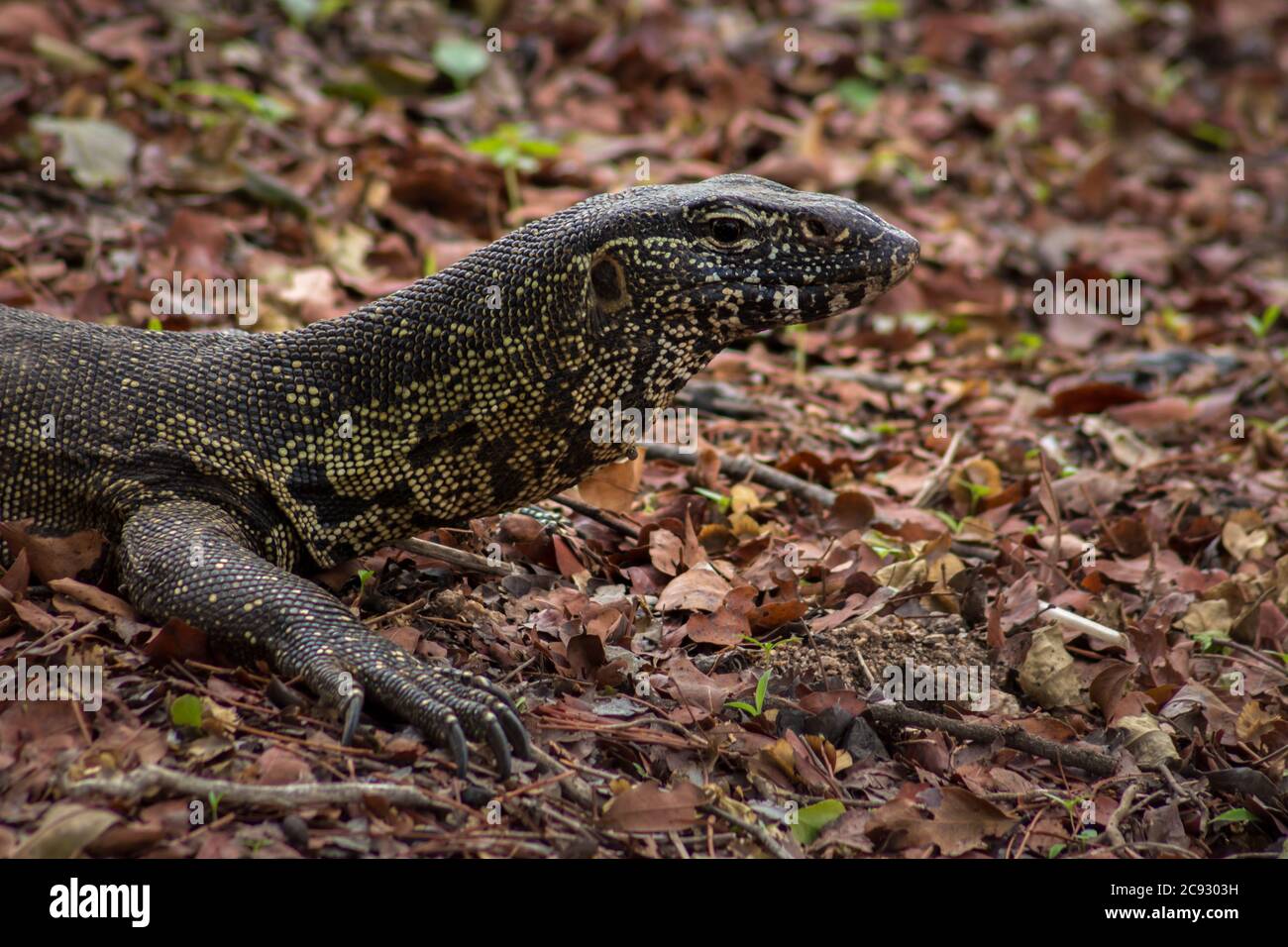 Large rock monitor (Varanus albigularis) lying in the sun, South Africa ...