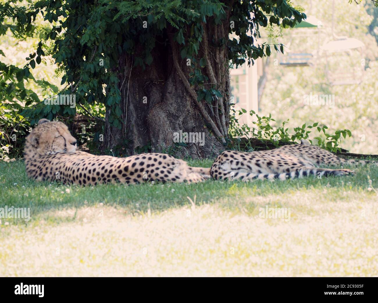Leopards lying under the tree in the sunny field Stock Photo - Alamy