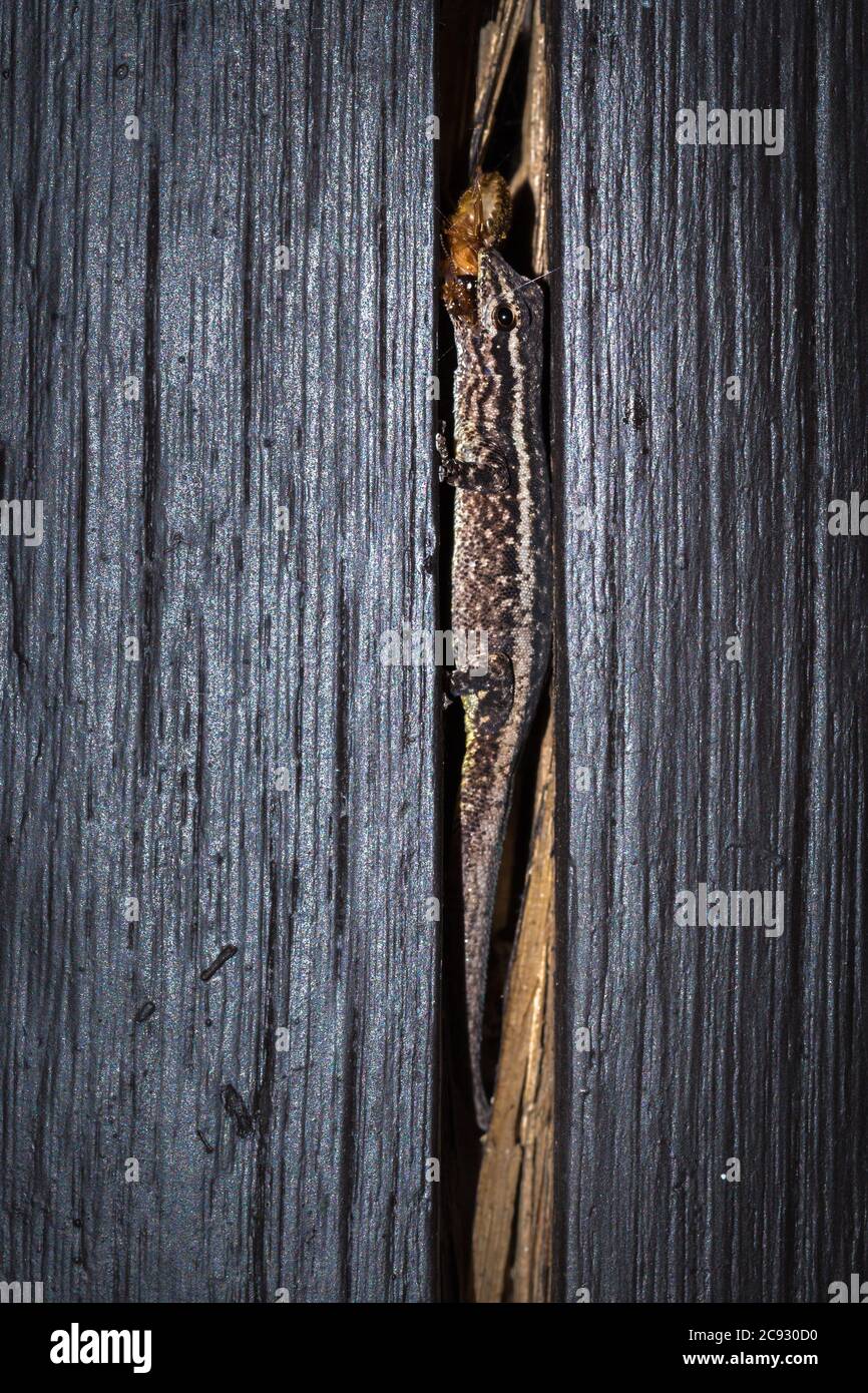 Cape dwarf gecko eating a flying ant, South Africa Stock Photo - Alamy