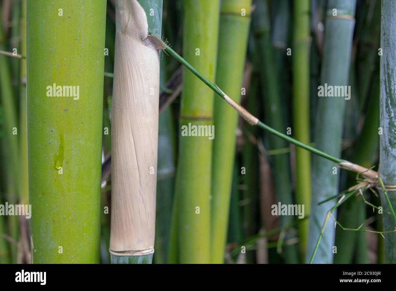 Closeup shot of the green bamboo trunk - perfect for background or ...