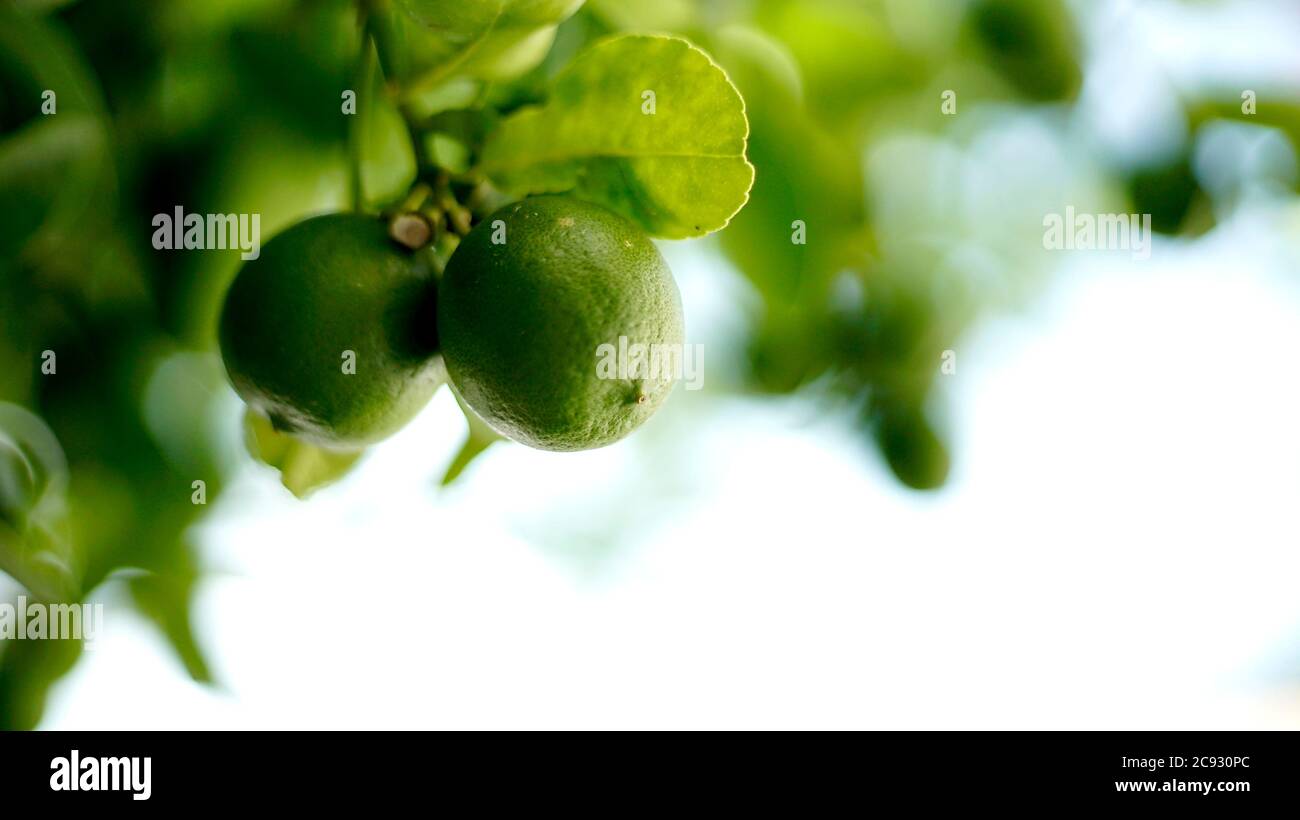 Limon verde hi-res stock photography and images - Alamy