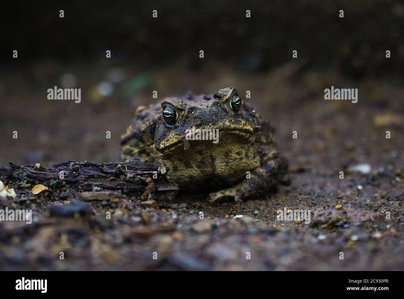 Toad jumping hi-res stock photography and images - Alamy