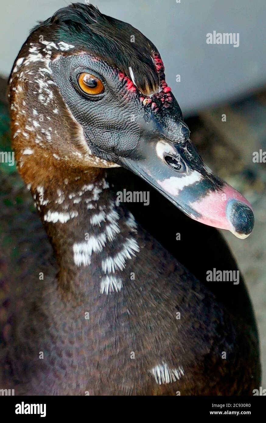 black duck face close up Stock Photo - Alamy black duck face close up Stock Photo - Alamy
