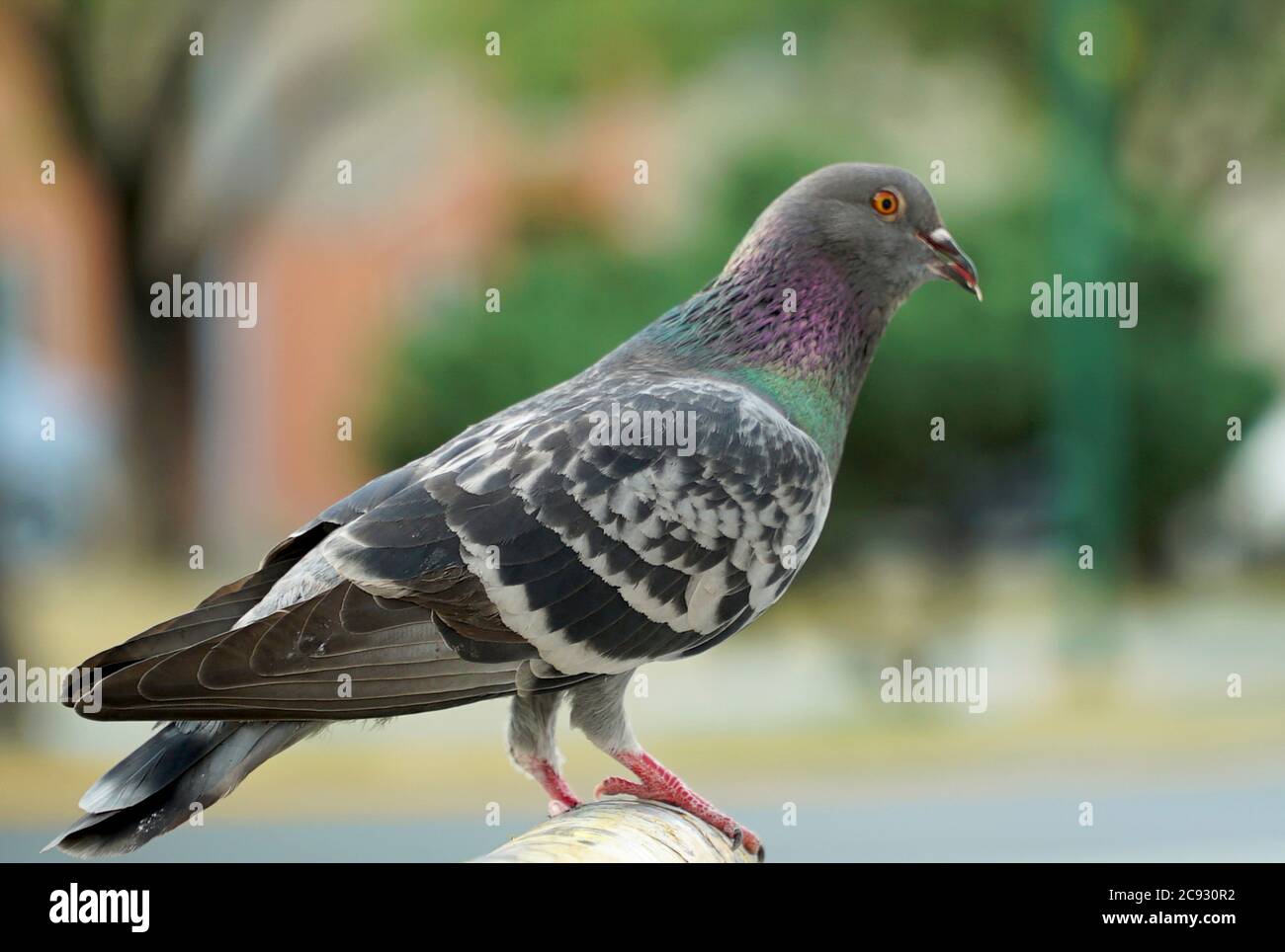 grey dove in the city Stock Photo - Alamy