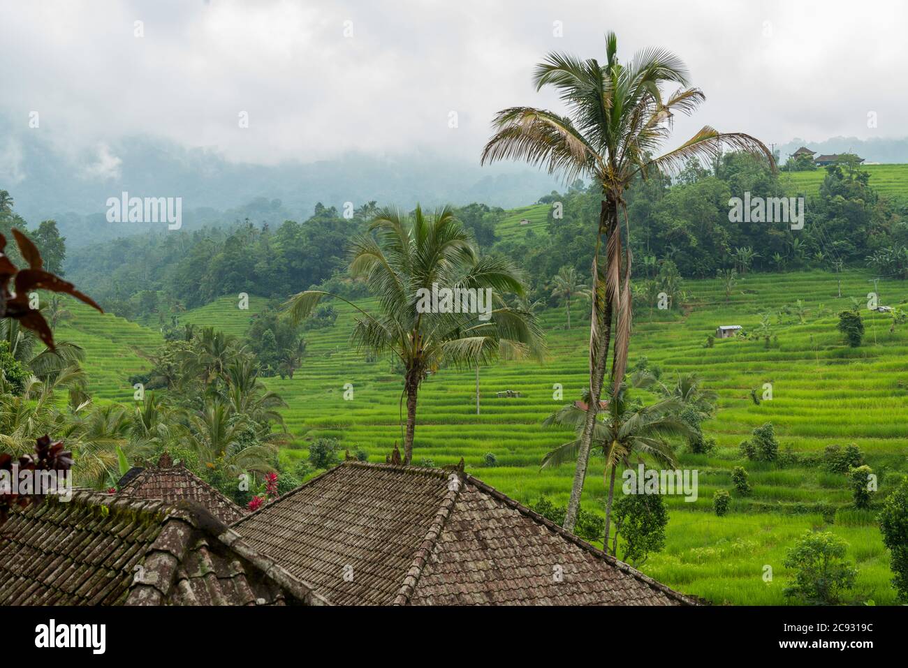 Rice paddies at Bali Stock Photo - Alamy