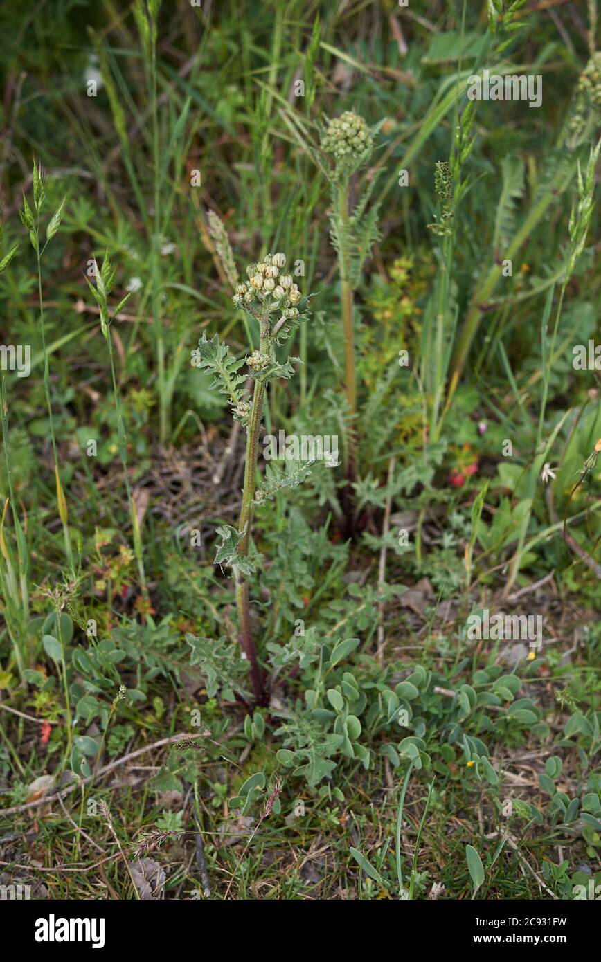 Crepis vesicaria flower and leaves close up Stock Photo - Alamy